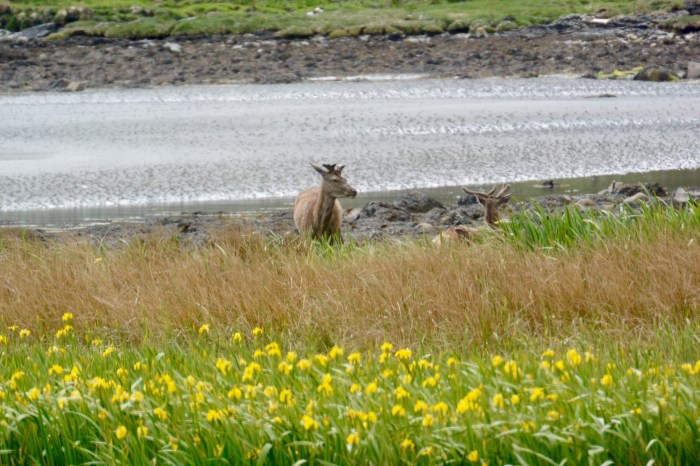 Islay: day trip to Jura – The Glasgow Gallivanter
