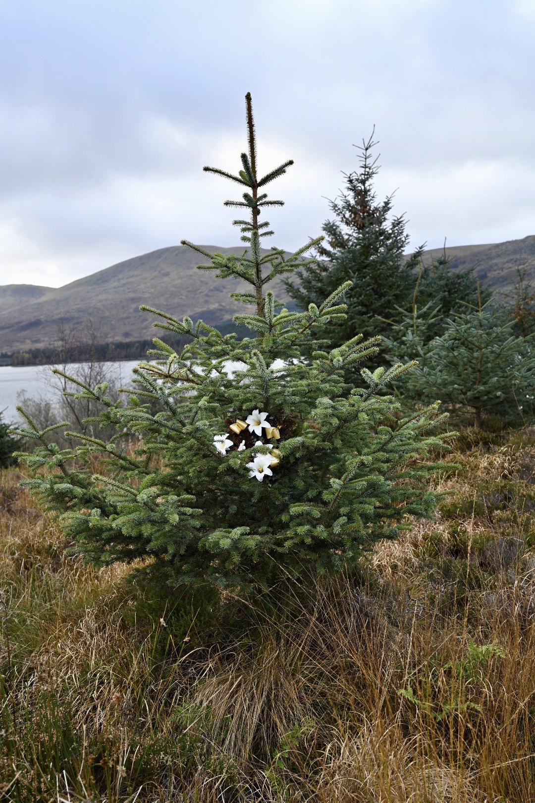 Carrick Forest Drive – The Glasgow Gallivanter