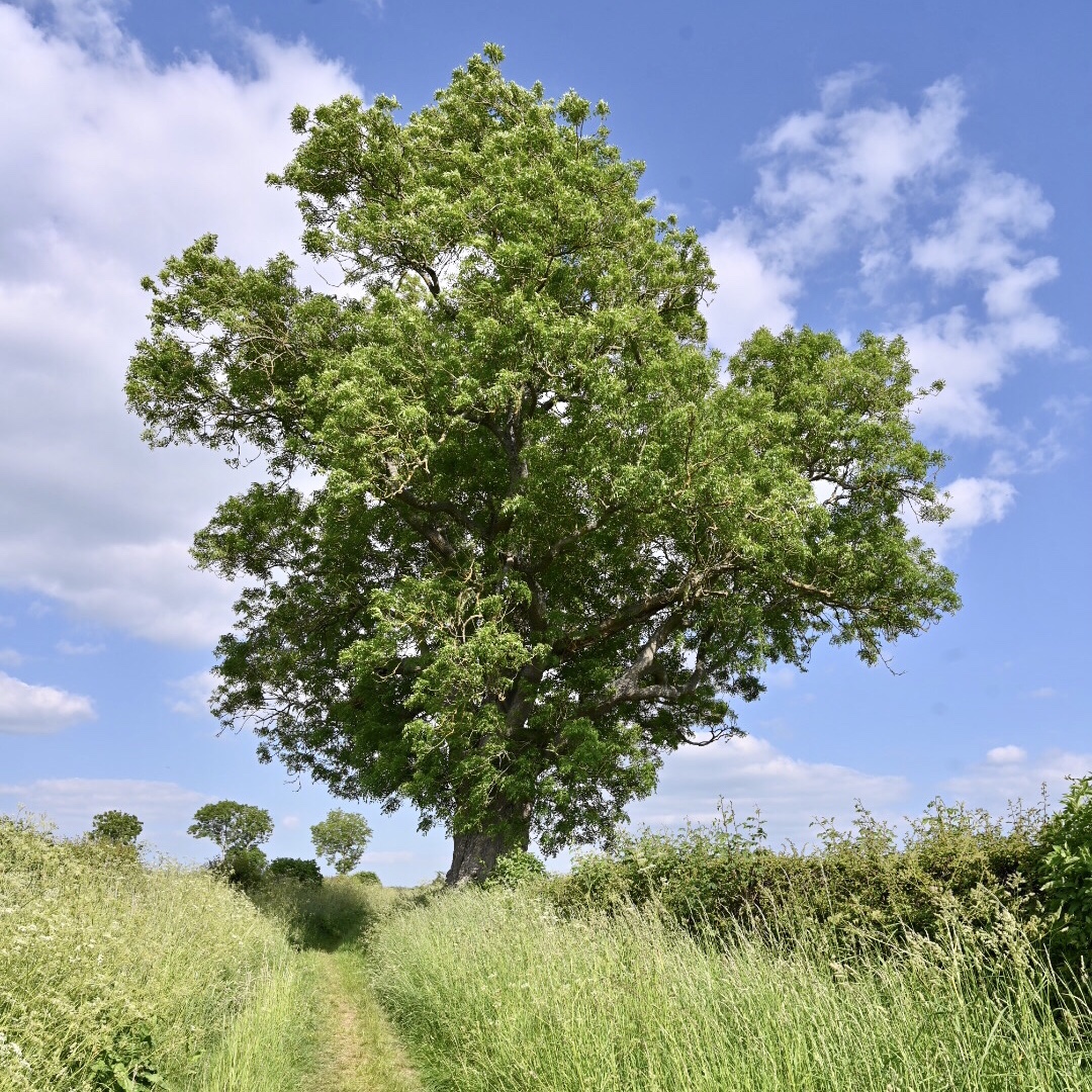 TreeSquare: Scottish Borders – The Glasgow Gallivanter